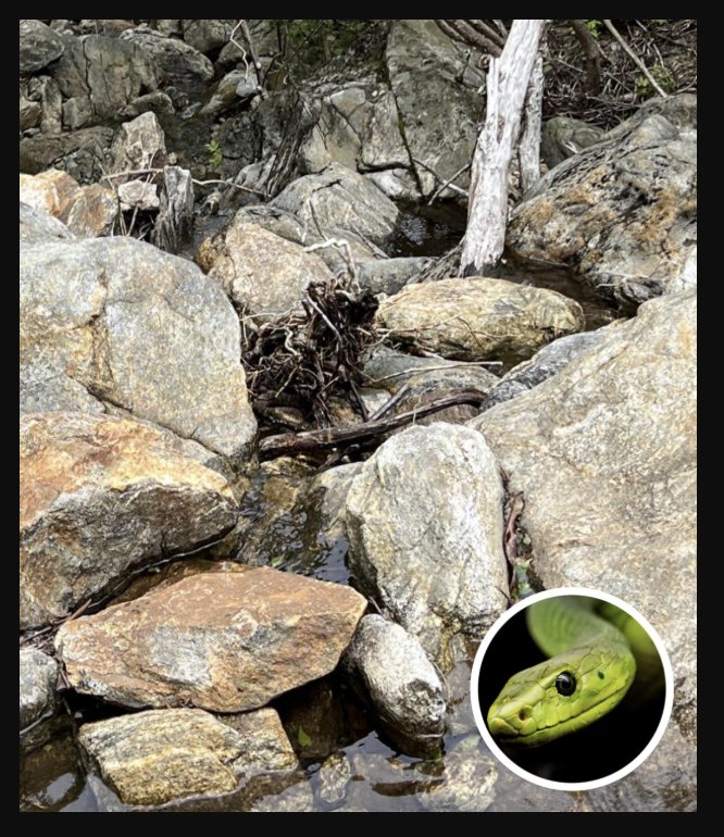 Only People With ‘Sniper Vision’ Can Spot The Hidden Snake In This Image