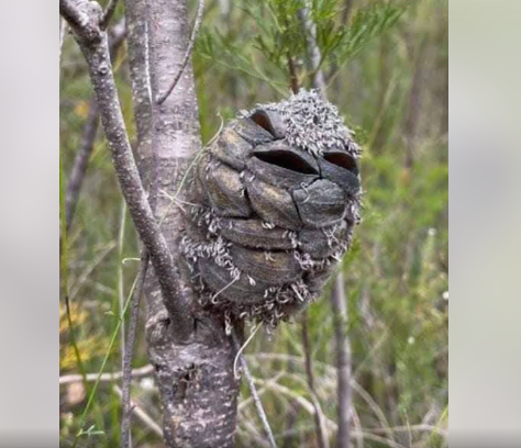 She Zoomed In on a “Cute Bird”—What It Really Was Made Everyone Laugh