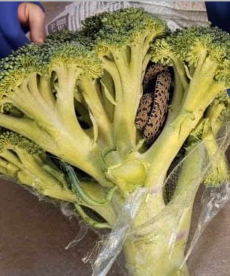Snake Discovered in Aldi-Bought Broccoli Leaves Shopper Shocked